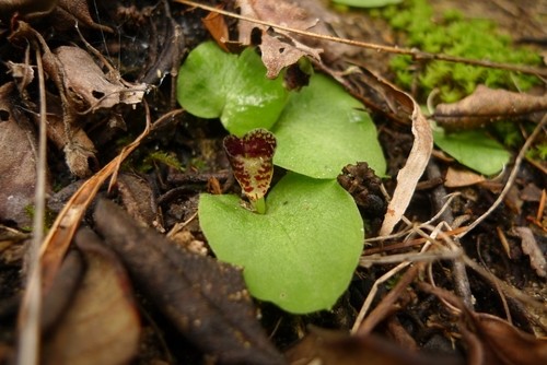 Helmet orchid (Corybas) Flower, Leaf, Care, Uses - PictureThis