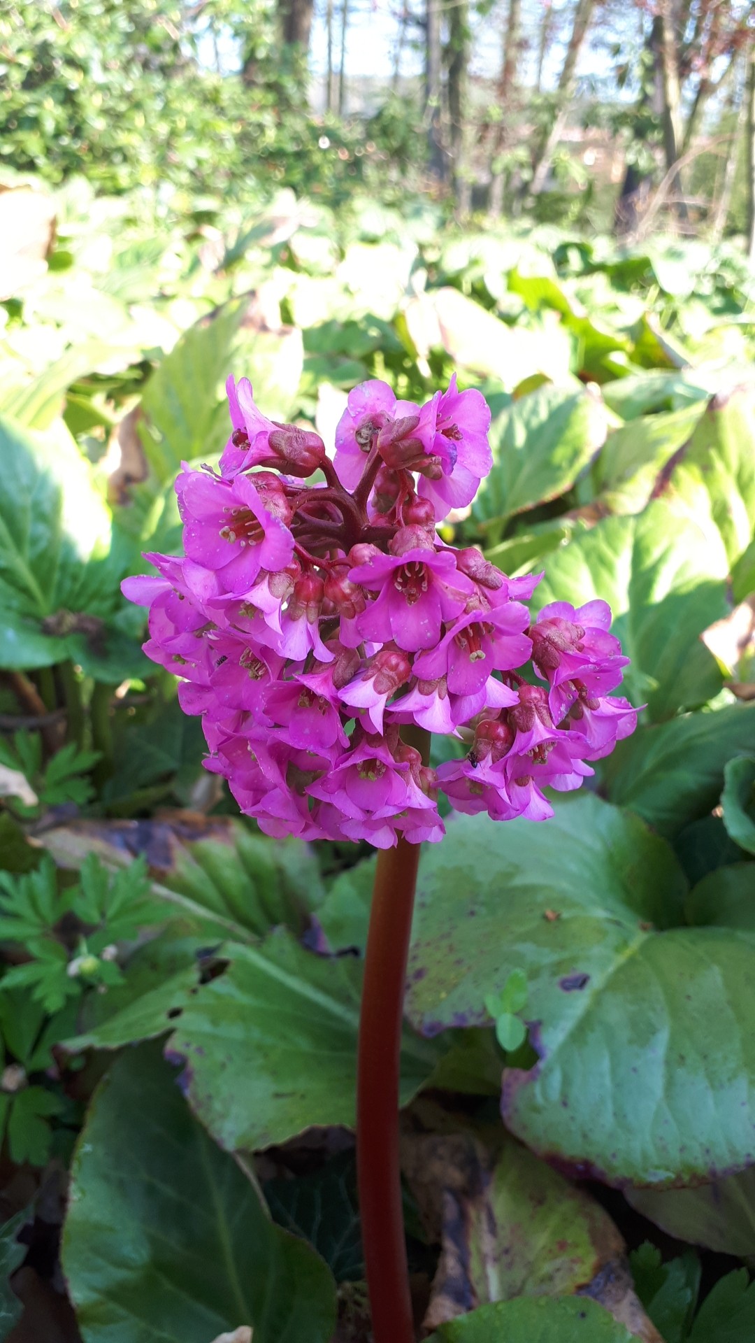 Bergenia cordifolia 'Purpurea' - PictureThis