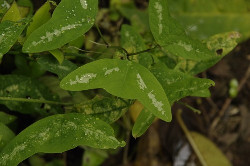 Passiflora colinvauxii Flower, Leaf, Uses - PictureThis