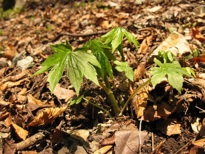 Epilobium amurense subsp. cephalostigma - PictureThis