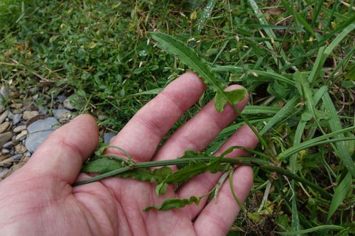 Rumex pulcher subsp. pulcher - PictureThis