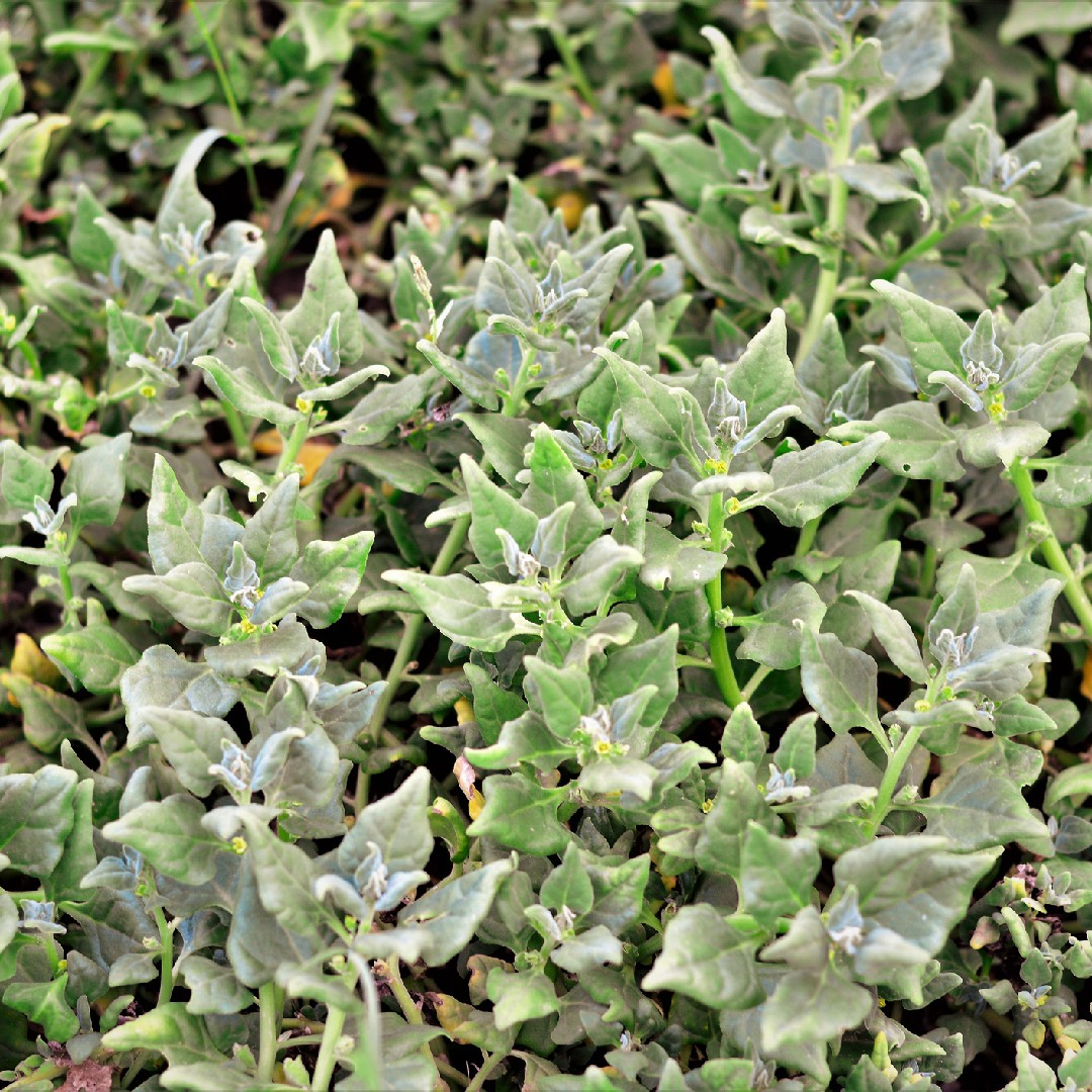 Tetragonia tetragonoides (Tetragonia tetragonoides) - PictureThis