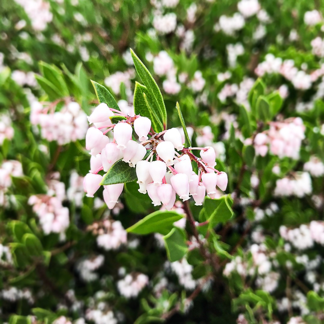 Arctostaphylos pungens - PictureThis