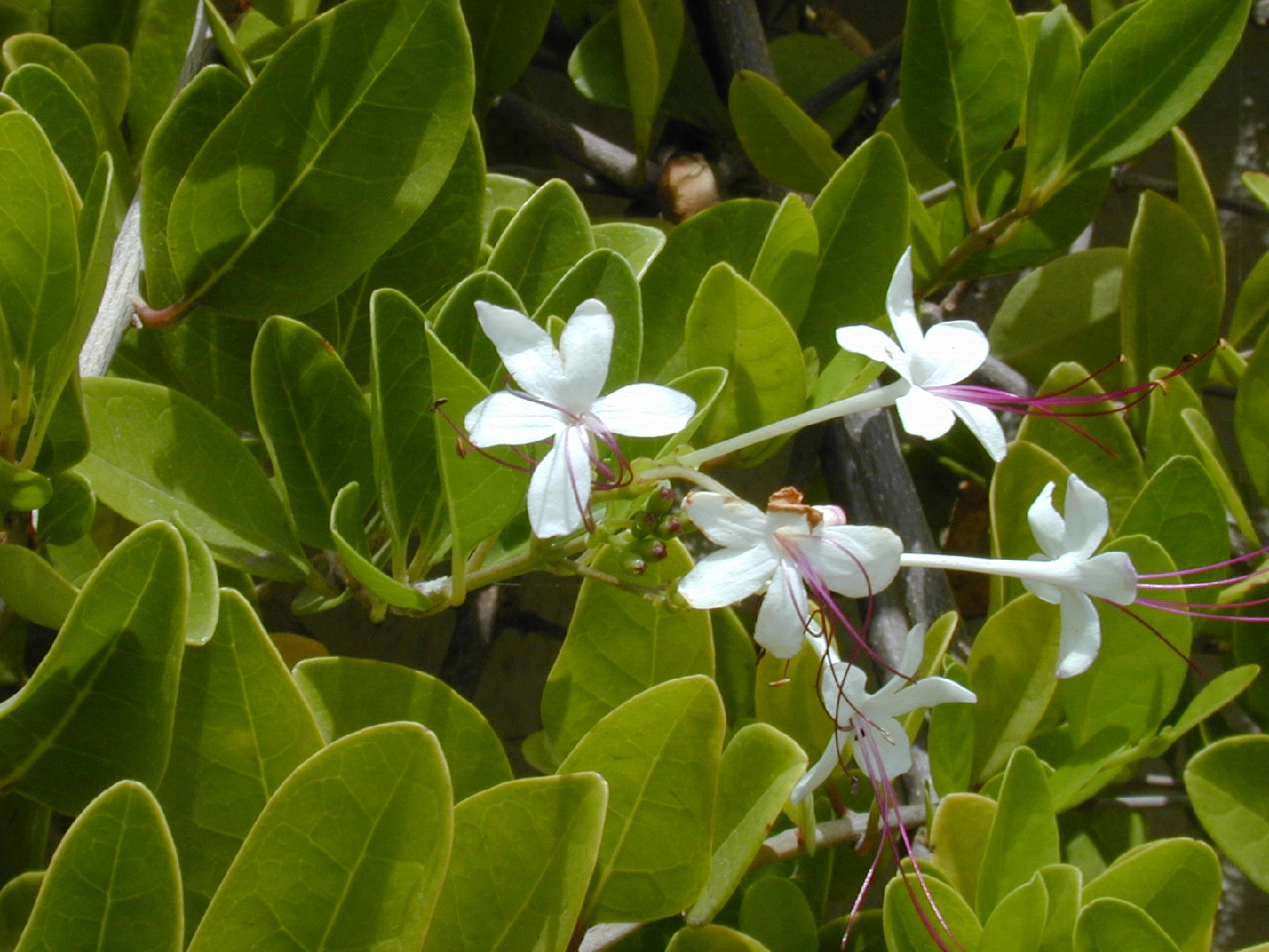 Glory bower (Volkameria inermis) Flower, Leaf, Care, Uses - PictureThis