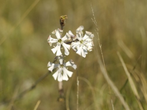Silene bupleuroides - PictureThis