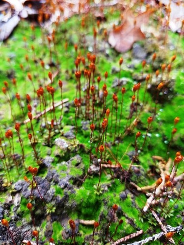 Pogonatum brachyphyllum - PictureThis