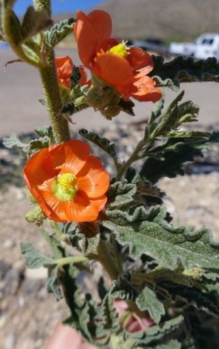 Sphaeralcea hastulata - PictureThis