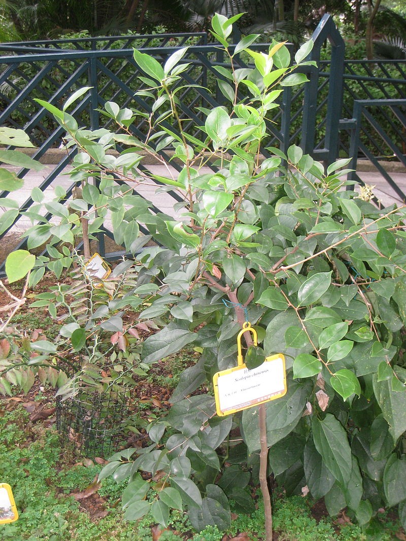 Scolopia chinensis - PictureThis