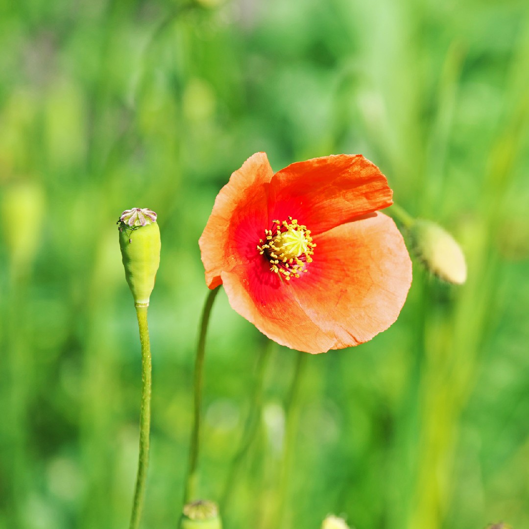 Papaver dubium Cuidados (Plantando, Fertilizantes, Enfermedades ...