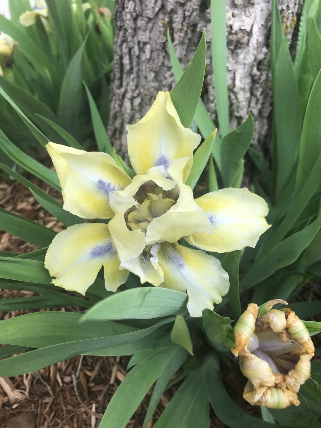 Iris 'Sarah Taylor' - PictureThis
