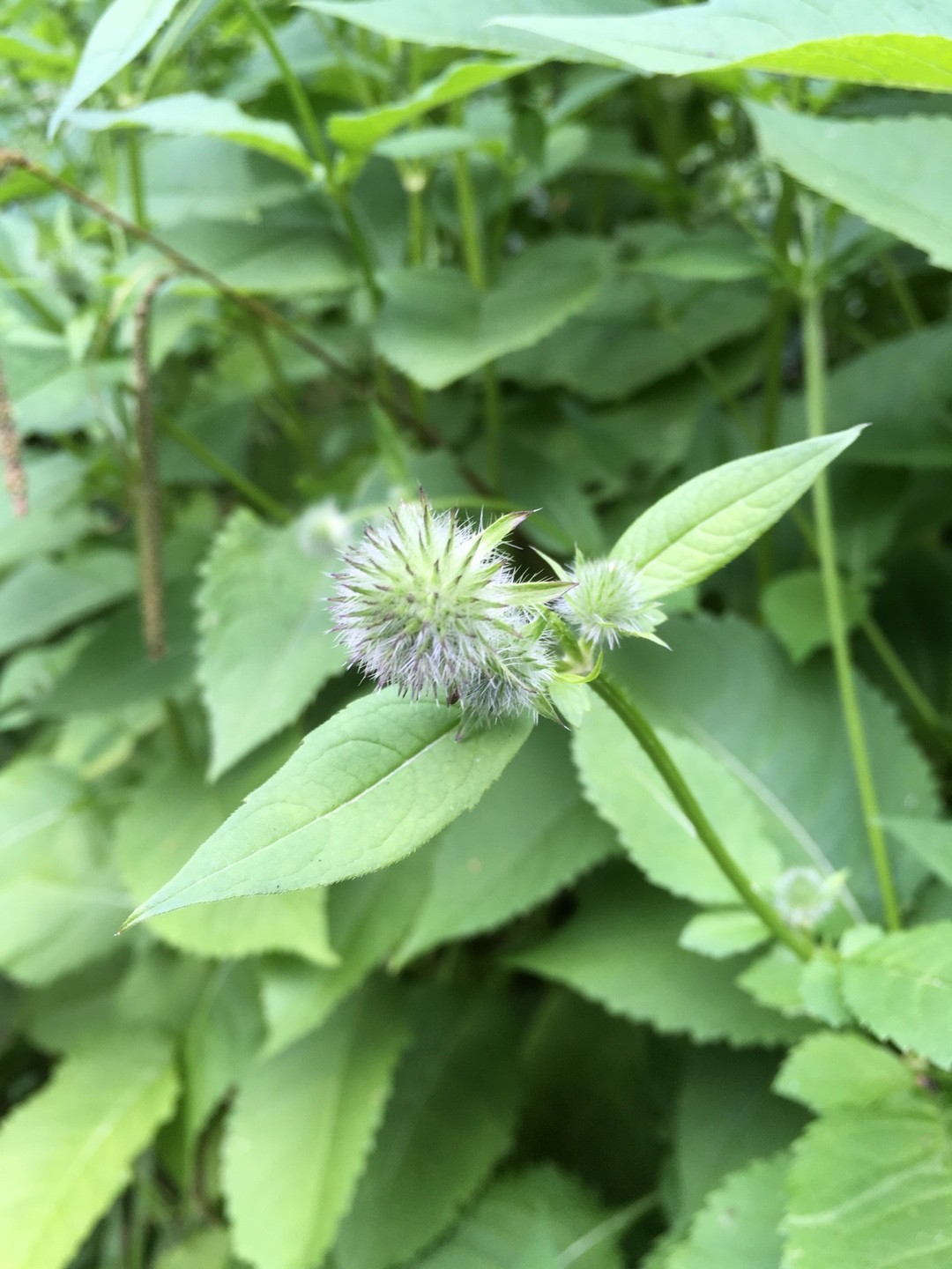 Behaarte Karde (Dipsacus pilosus) - PictureThis