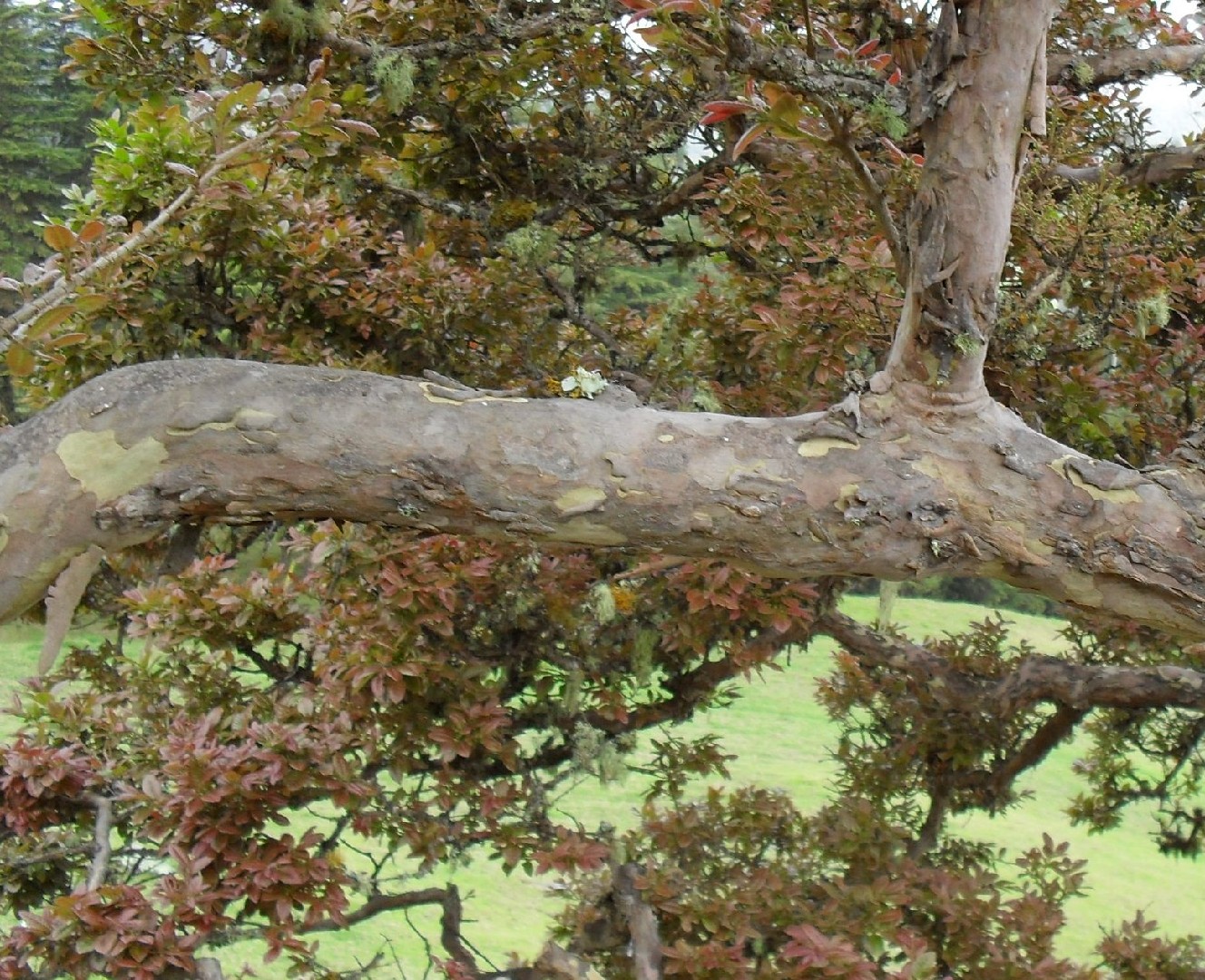 Myrcianthes leucoxyla Flower, Leaf, Uses - PictureThis