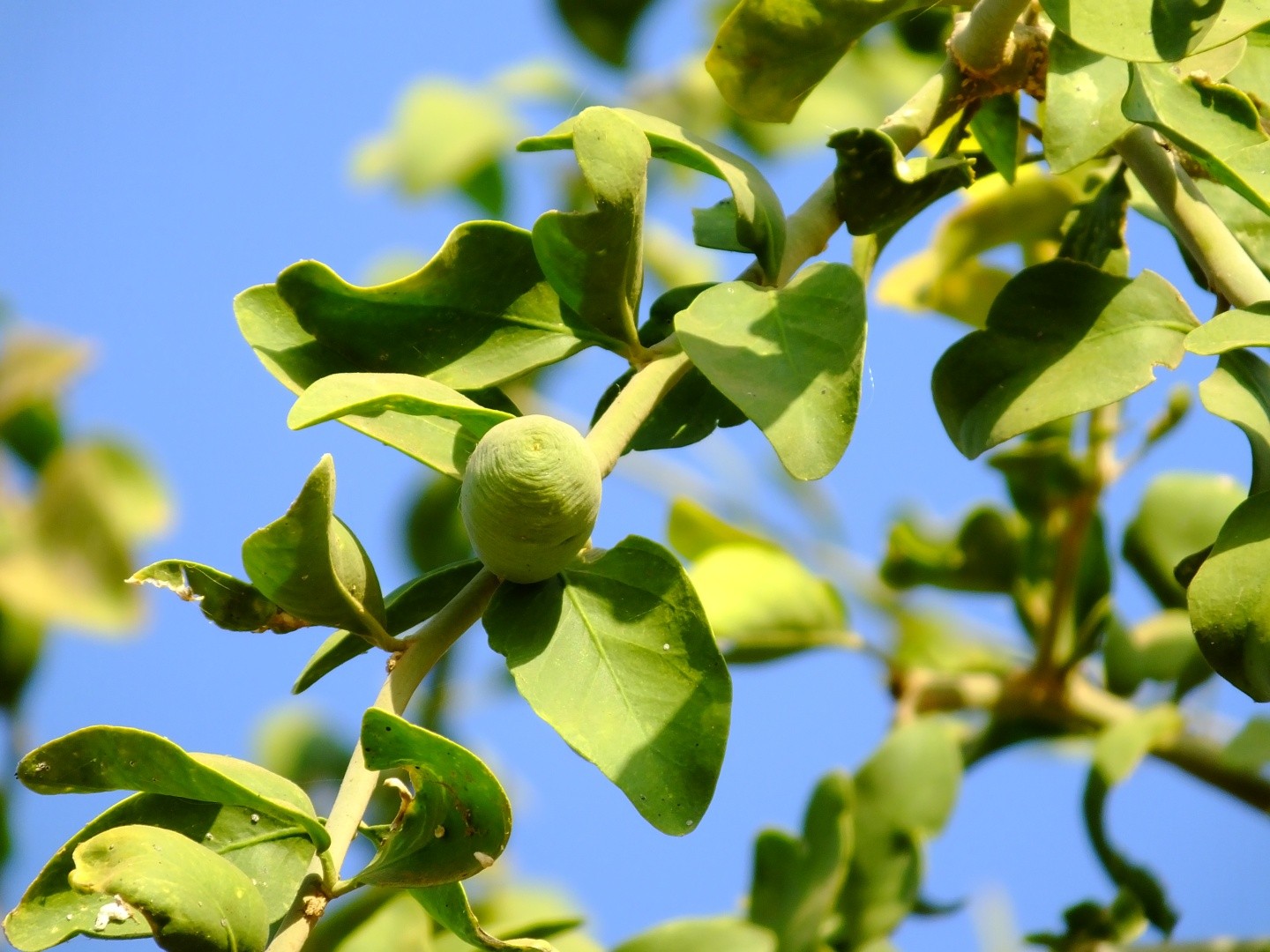 Balanites aegyptiaca - PictureThis