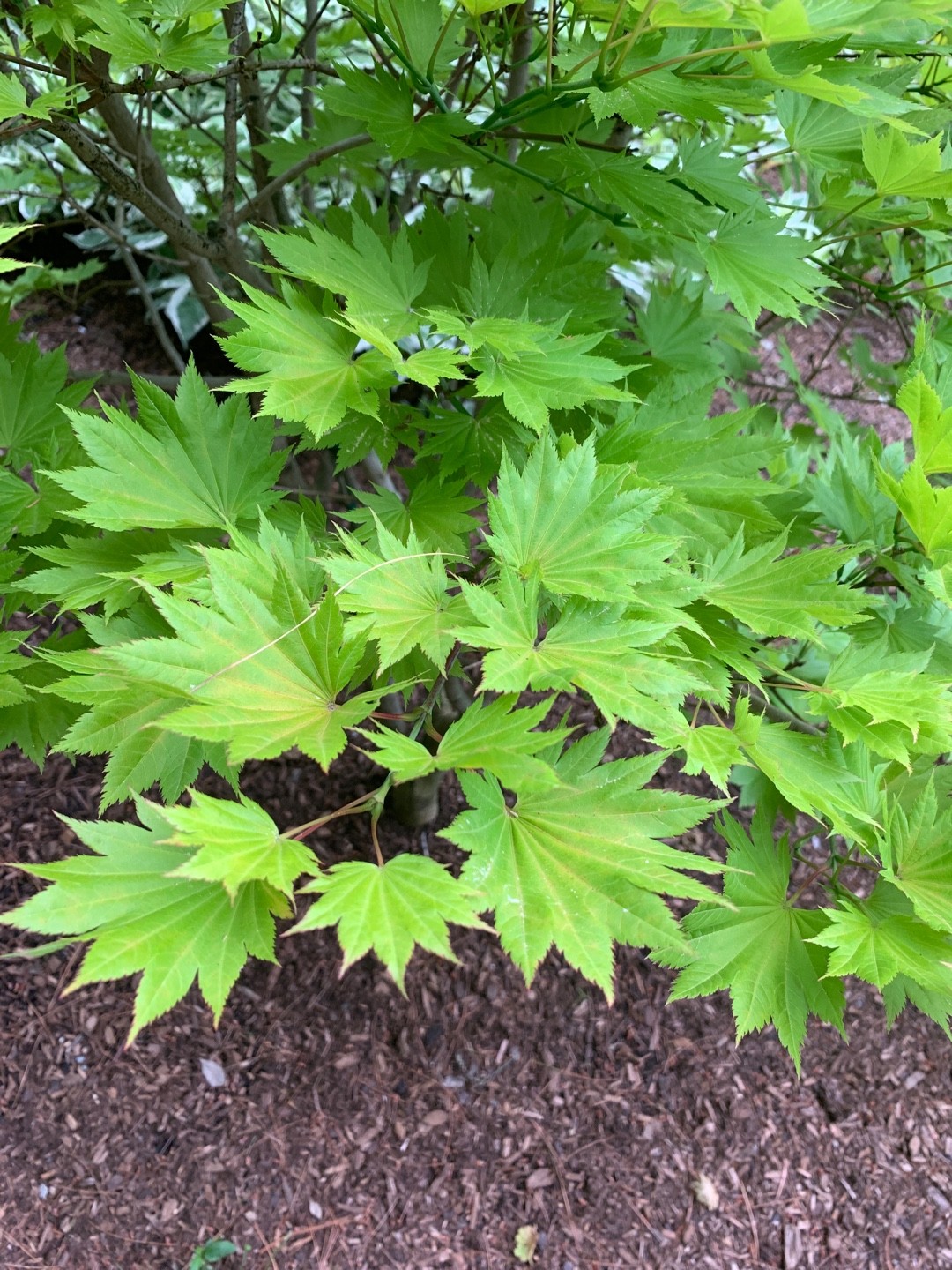 Acer shirasawanum 'Aureum' - PictureThis