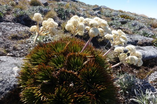 Aciphylla (Aciphylla) - PictureThis