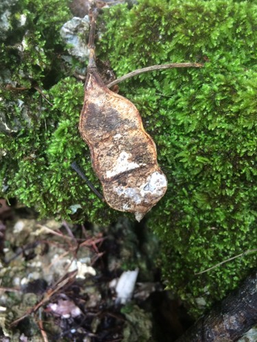 Serianthes - PictureThis