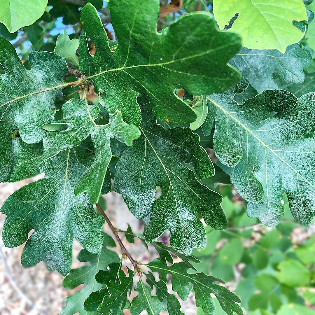 PictureThis - Quercus garryana