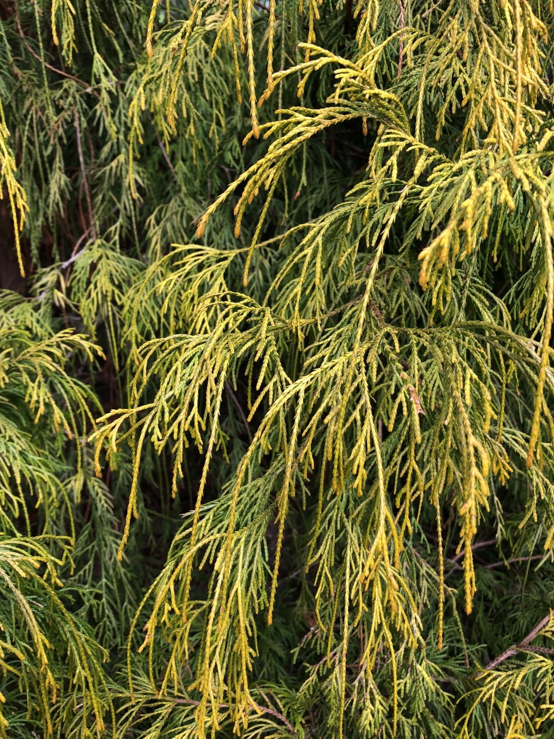 Chamaecyparis pisifera - PictureThis
