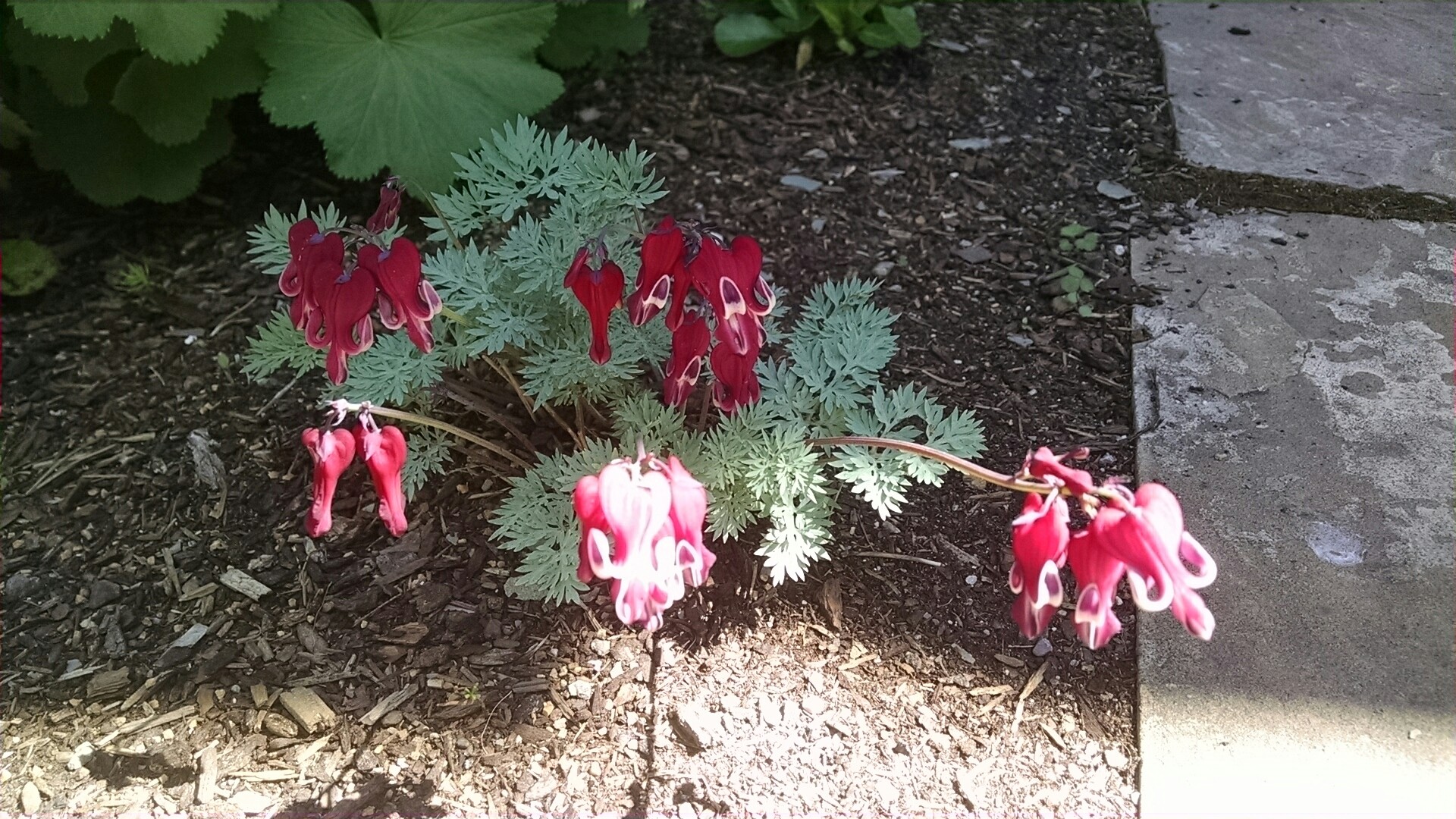 Dicentra eximia 'Burning Hearts' (Dicentra eximia 'Burning Hearts ...
