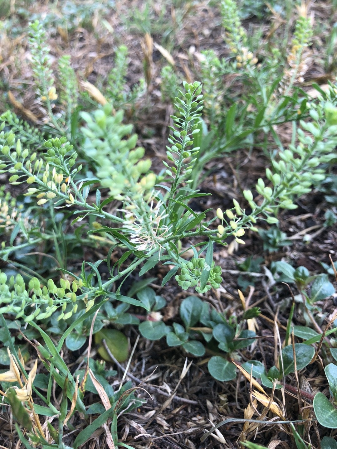 Lepidium densiflorum - PictureThis