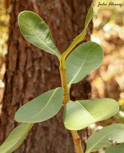 Clusia salvinii Flower, Leaf, Uses - PictureThis
