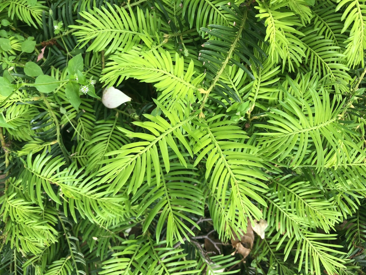 Cephalotaxus fortunei - PictureThis