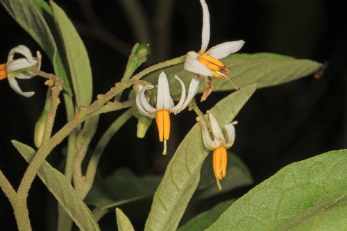 Solanum donianum - PictureThis