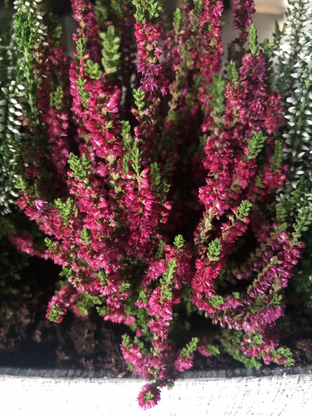 Calluna vulgaris 'Dark Beauty' - PictureThis