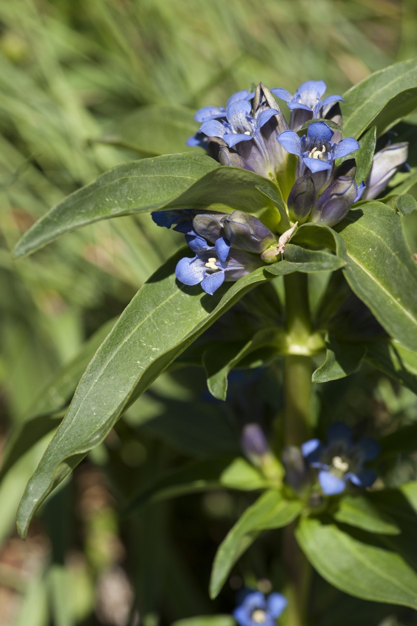 Chinesischer enzian (Gentiana macrophylla) - PictureThis