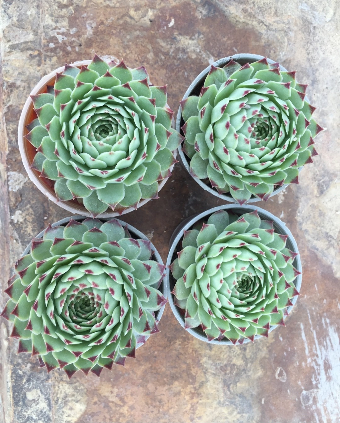 Sempervivum tectorum var. calcareum - PictureThis