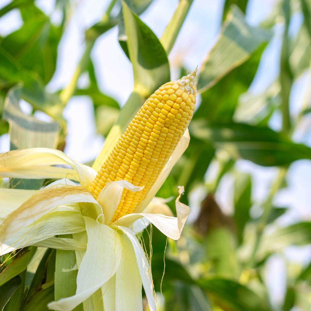 Jagung (Zea mays) - PictureThis