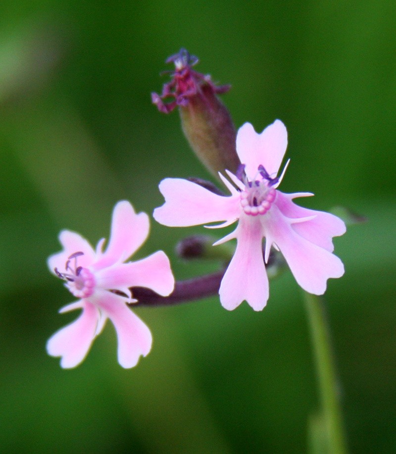 Silene aegyptiaca - PictureThis