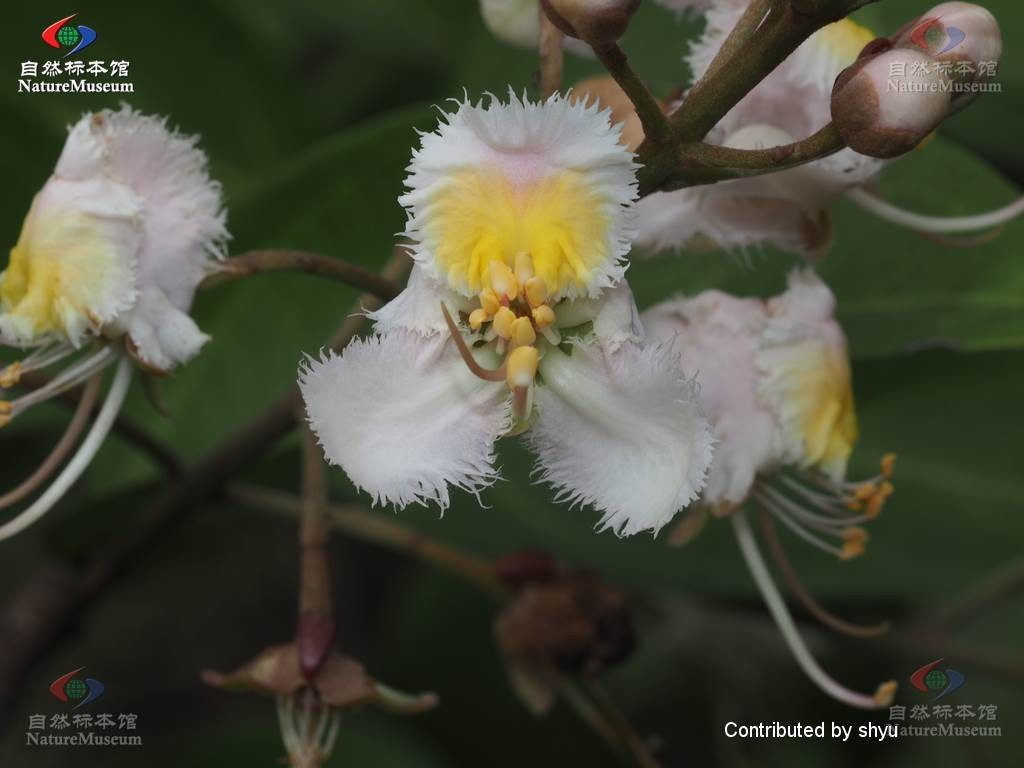 Hiptage - PictureThis