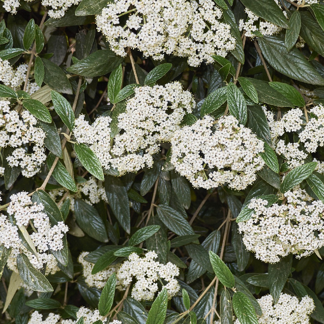 Viburnum rhytidophyllum - PictureThis