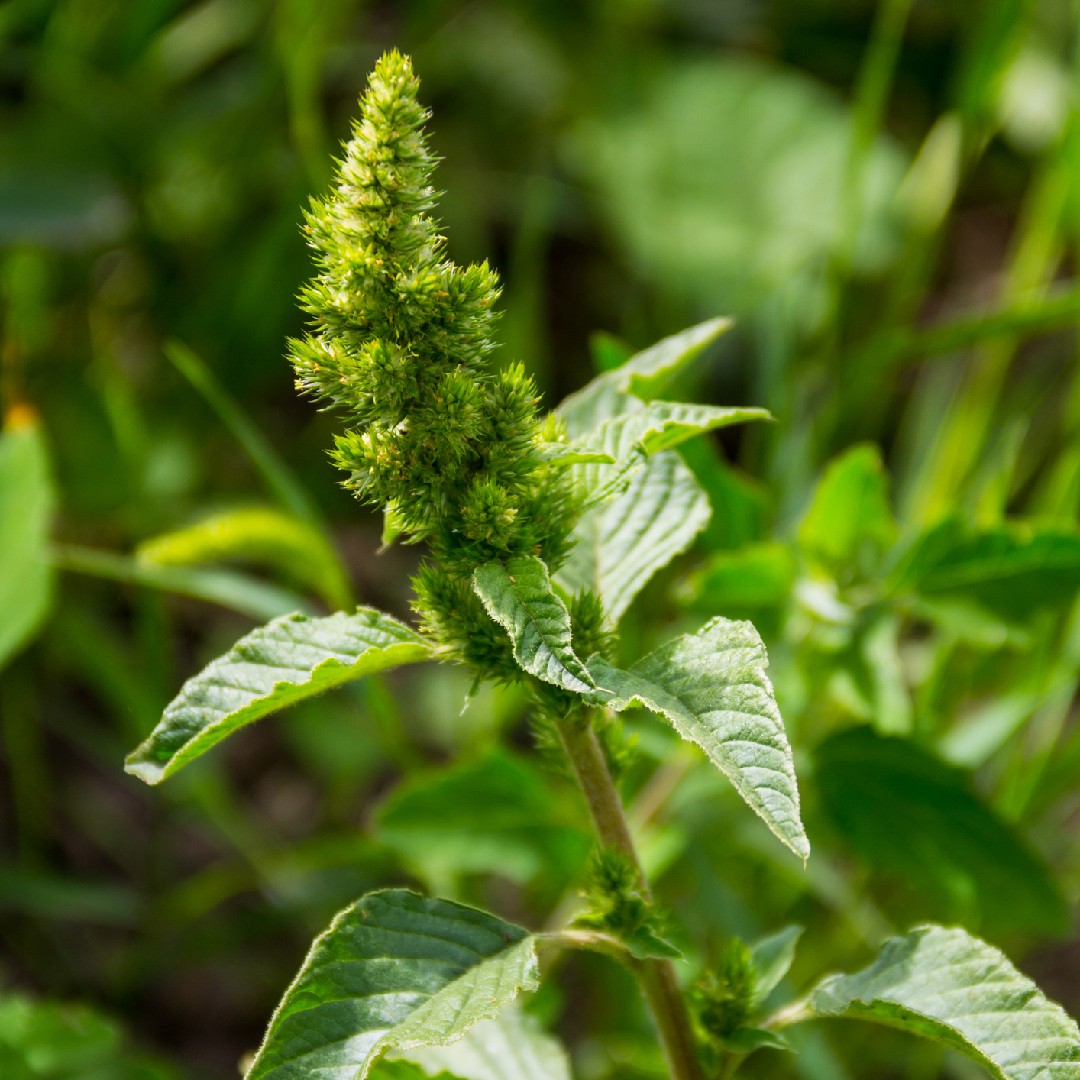 Caruru-Gigante (Amaranthus retroflexus) - PictureThis