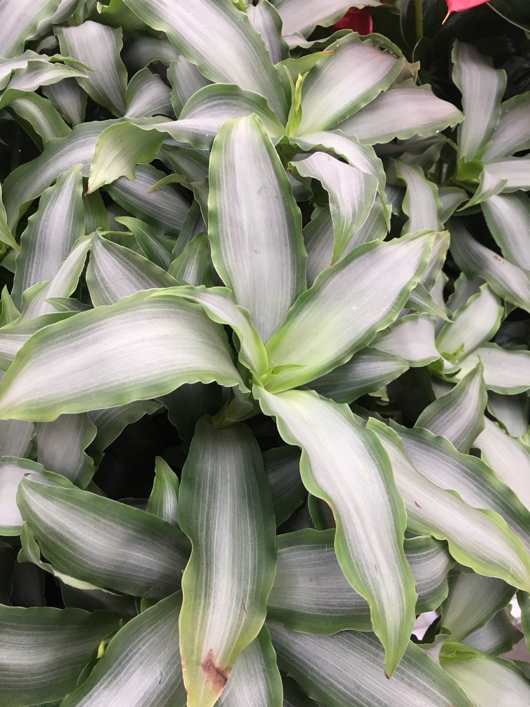 Murdannia (Murdannia) - PictureThis