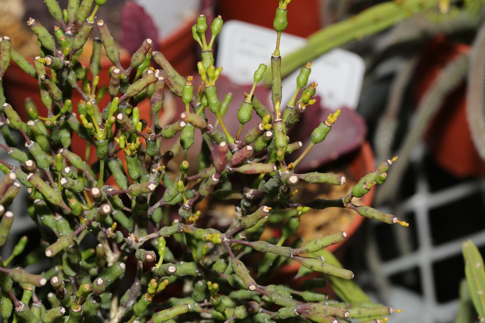 Hatiora salicornioides (Hatiora salicornioides) - PictureThis