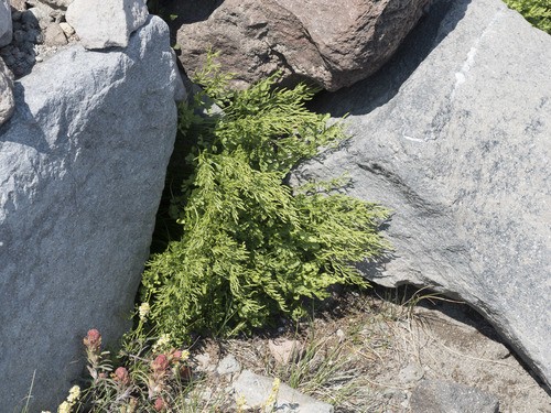 Cryptogramma cascadensis - PictureThis