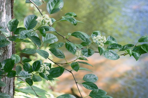 Hydrangea barbara - PictureThis