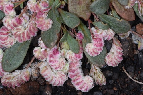 Cistanthe quadripetala - PictureThis