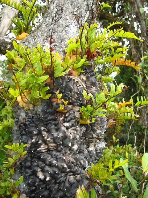 Lecanopteris pumila - PictureThis