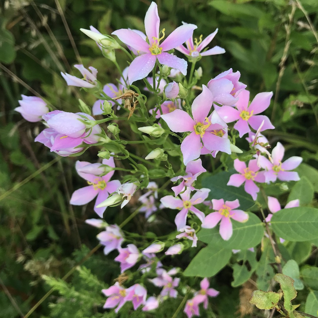 Rosepink (Sabatia angularis) Flower, Leaf, Care, Uses - PictureThis