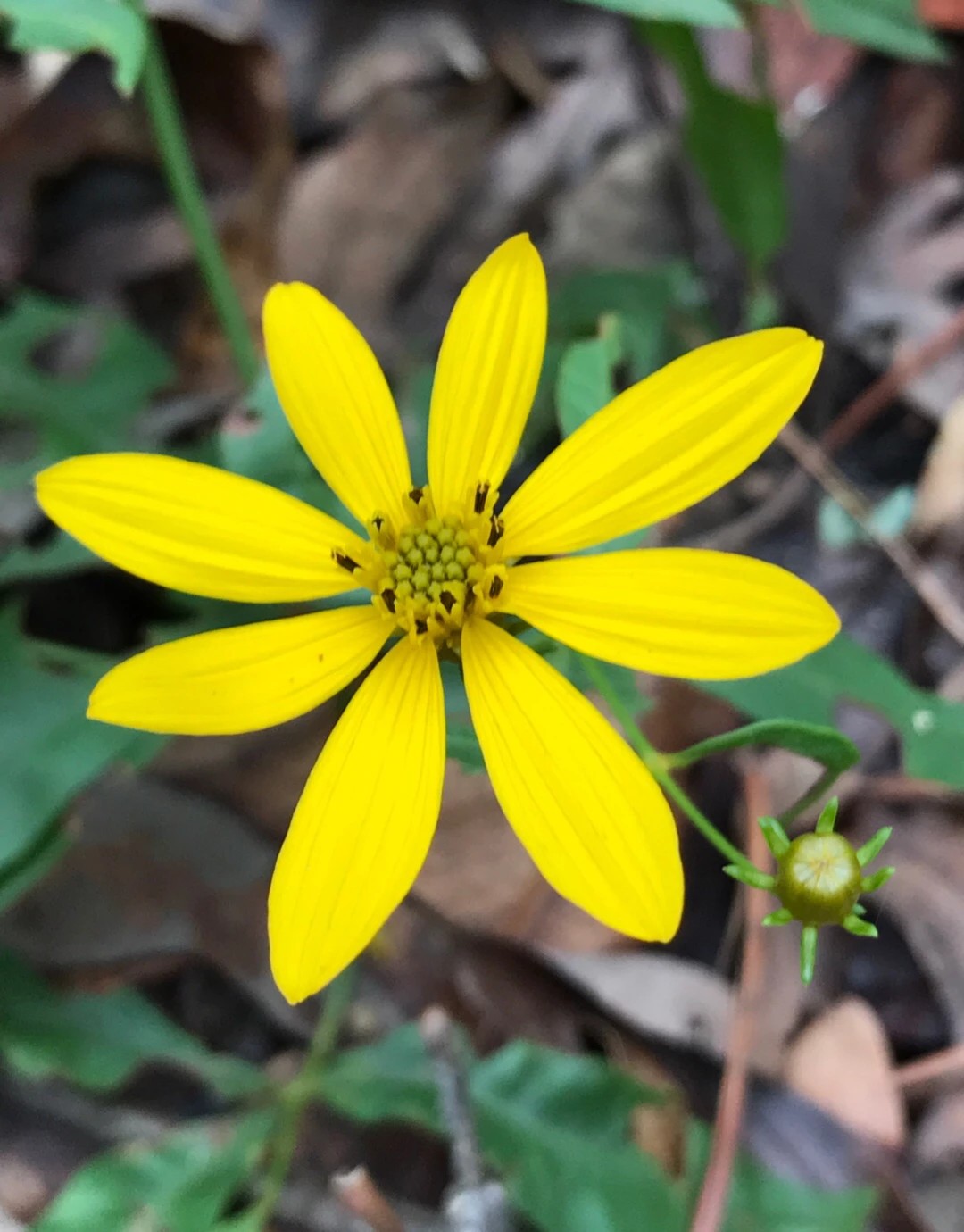 Coreopsis major (Coreopsis major) - PictureThis