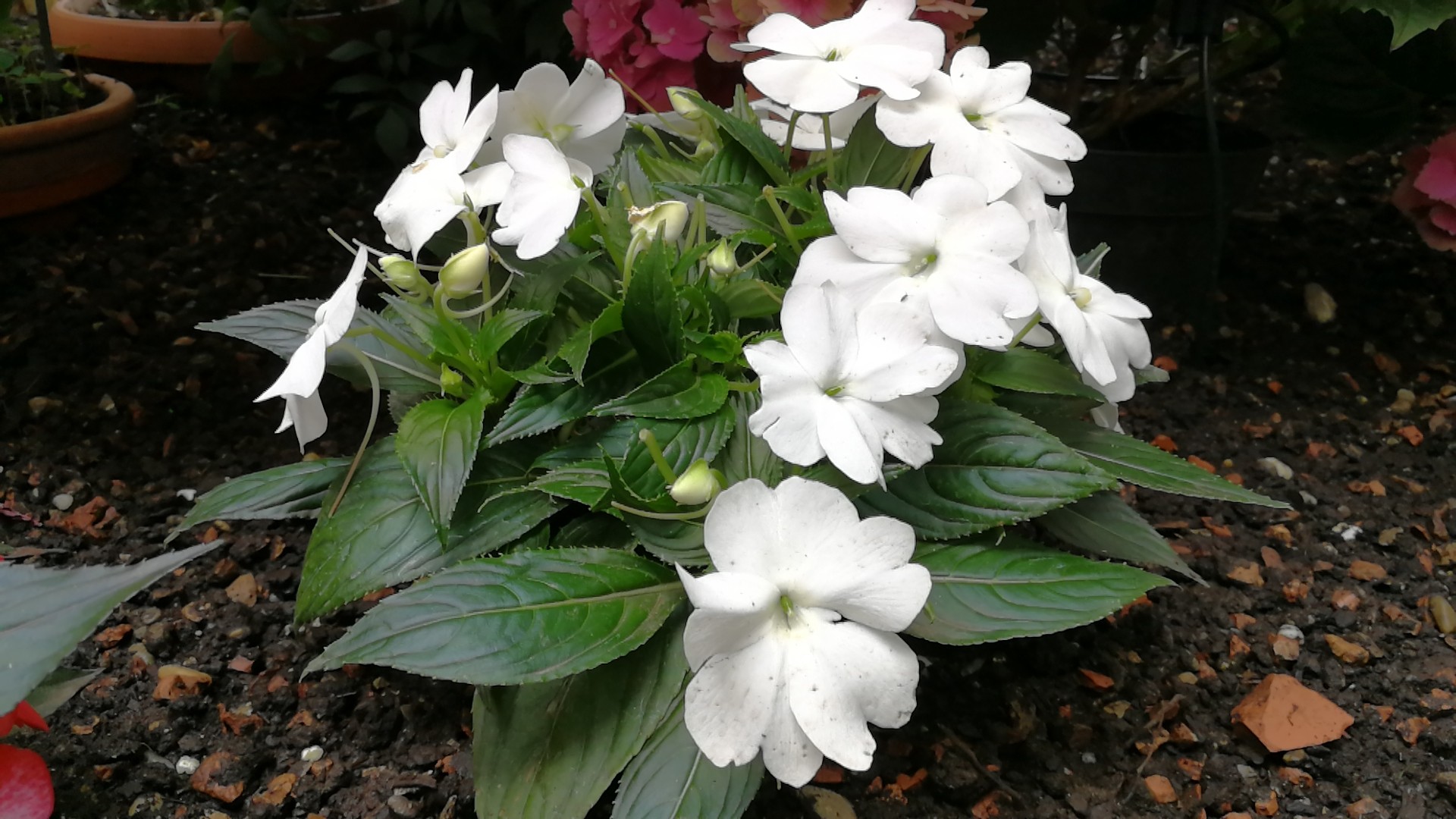 Impatiens 'Divine White' - PictureThis