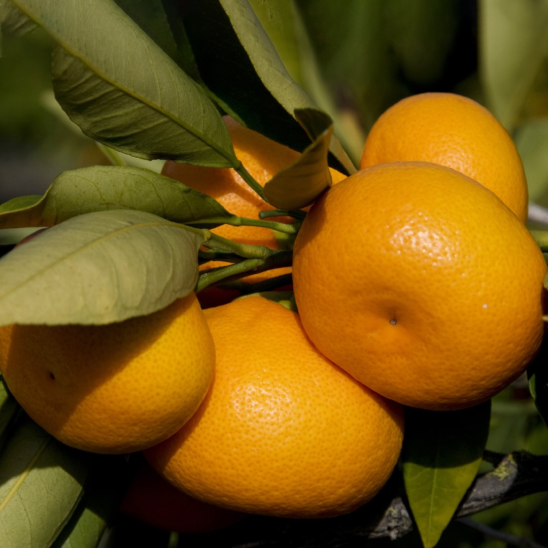 ส้มแมนดาริน (Citrus reticulata) - PictureThis