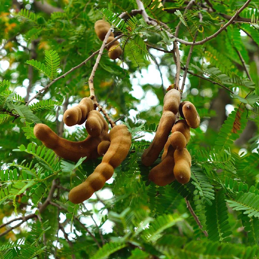 Tamarind (Tamarindus indica) Flower, Leaf, Uses - PictureThis