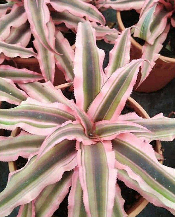 Cryptanthus bivittatus 'Pink Starlight’ - PictureThis