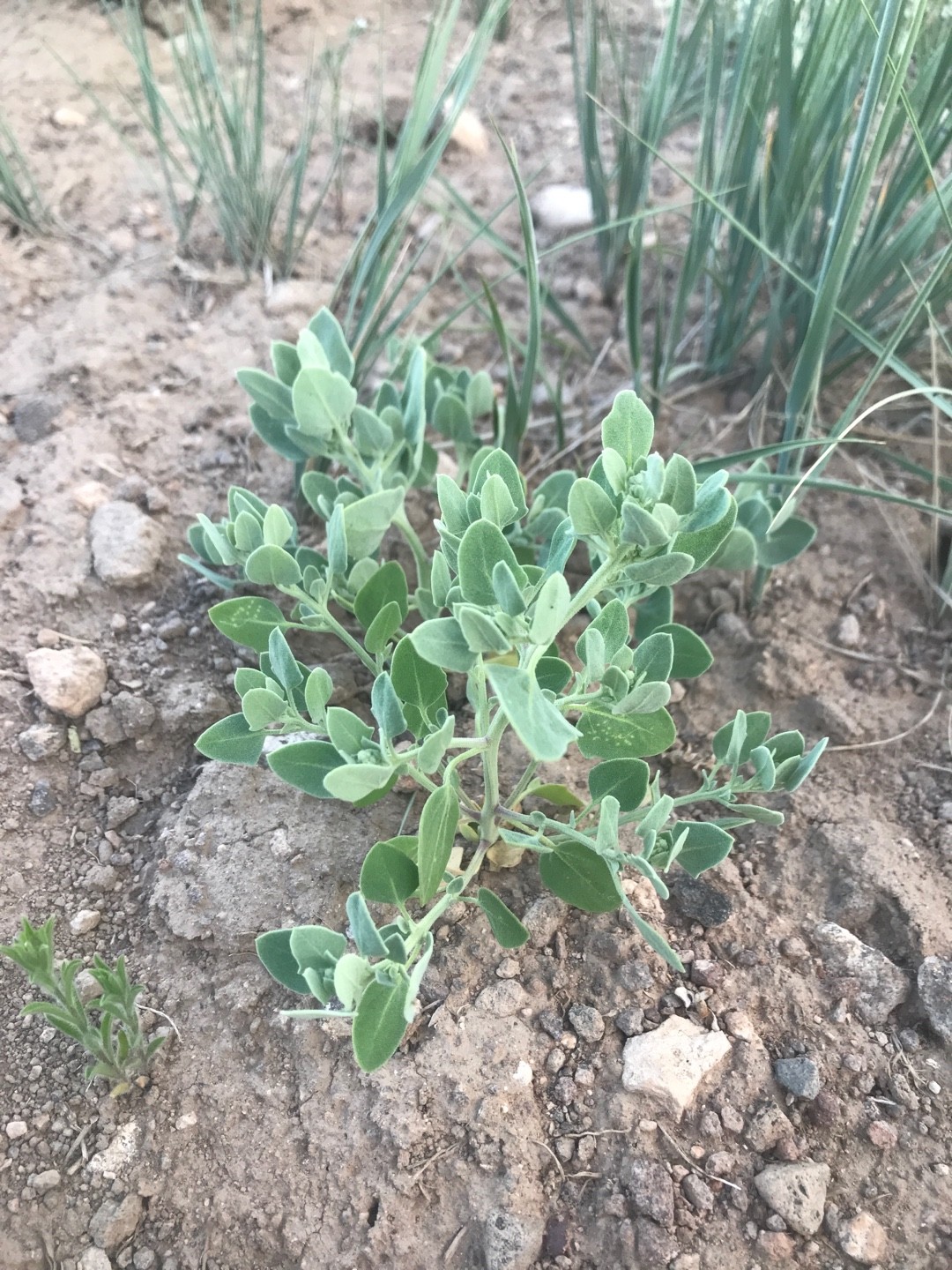 Atriplex argentea - PictureThis