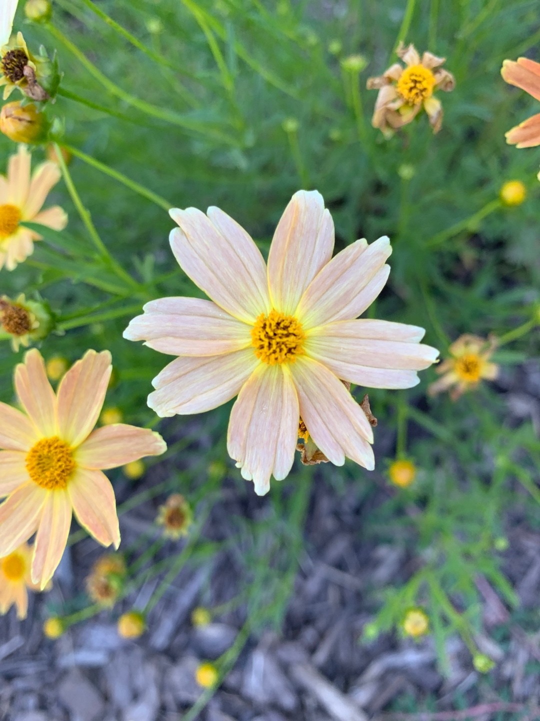 Кореопсис (Coreopsis) - PictureThis