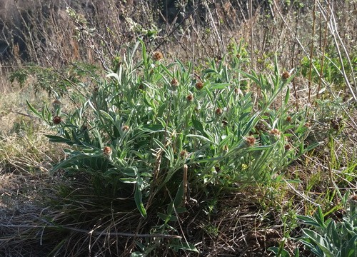 Psephellus sibiricus - PictureThis